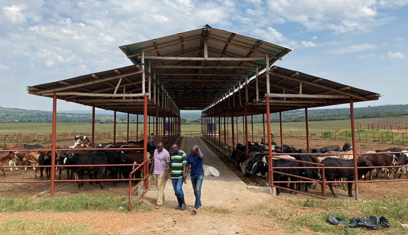 Transaction Advisory – Sync Consults Limited